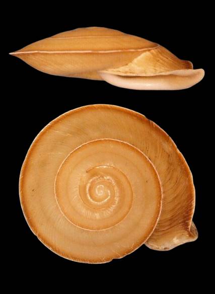 shellauction.net :: Obba parmula - 3509797