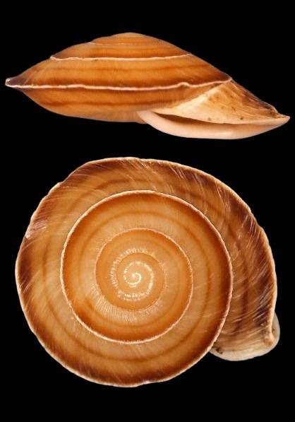 shellauction.net :: Obba parmula - 3509798