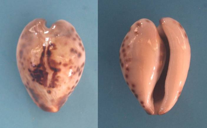 shellauction.net :: Cypraea teuleri - 3509805
