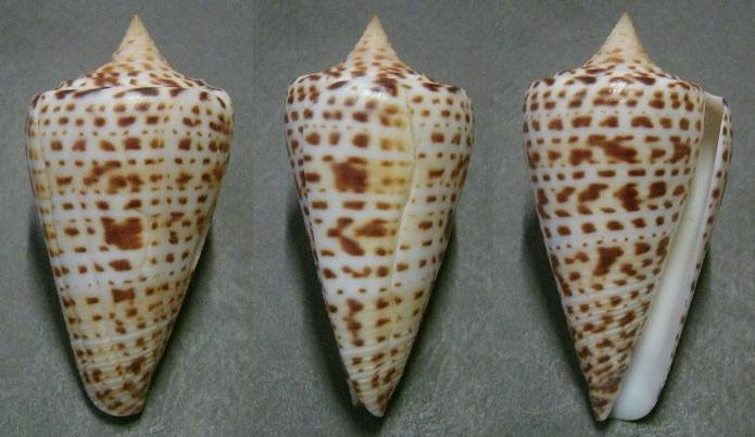 shellauction.net :: Conus spurius lorenzianus - 3510347