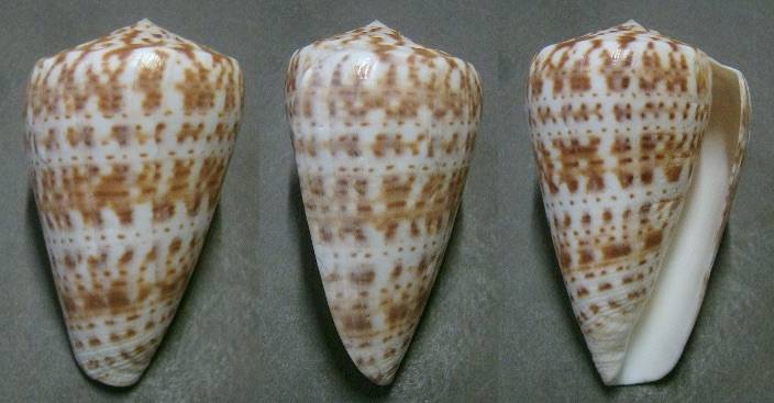 shellauction.net :: Conus byssinus - 3510350