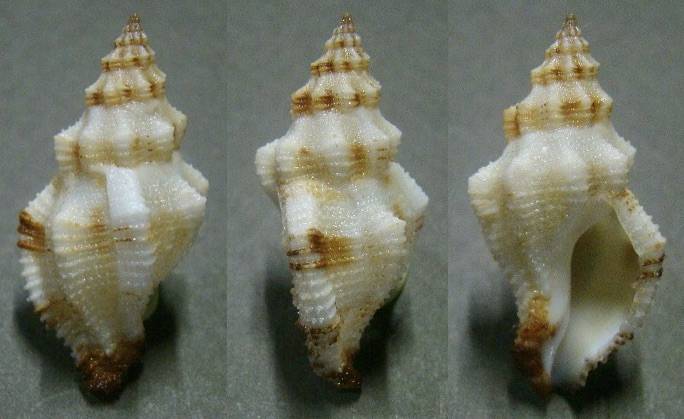 shellauction.net :: Ergalatax contracta - 3510391