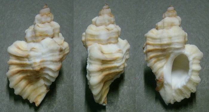 shellauction.net :: Ocenebra erinacea v. orbignianus - 3510406