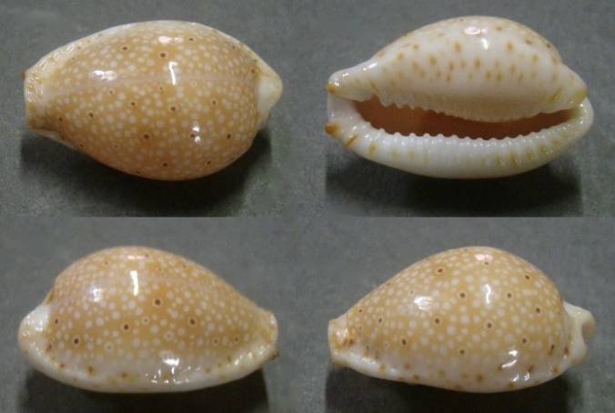 shellauction.net :: Cypraea marginalis ssp. - 3510473