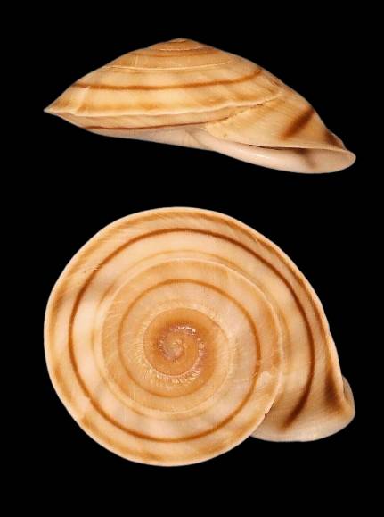 shellauction.net :: Obba marginata griseola - 3510643