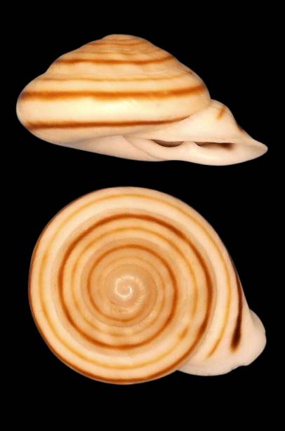 shellauction.net :: Obba moricandi - 3510653