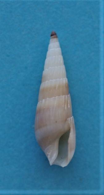 shellauction.net :: Hastula albula natalensis - 3510725