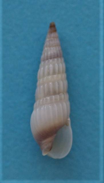 shellauction.net :: Terebra herosae - 3510734