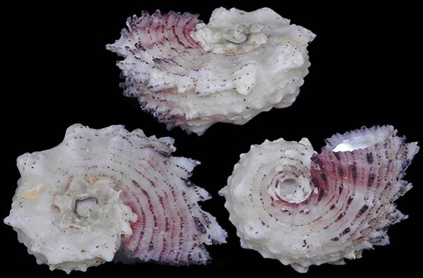 shellauction.net :: Angaria nodosa - 3510839