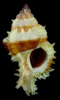 shellauction.net :: Chicomurex venustulus - 3510857