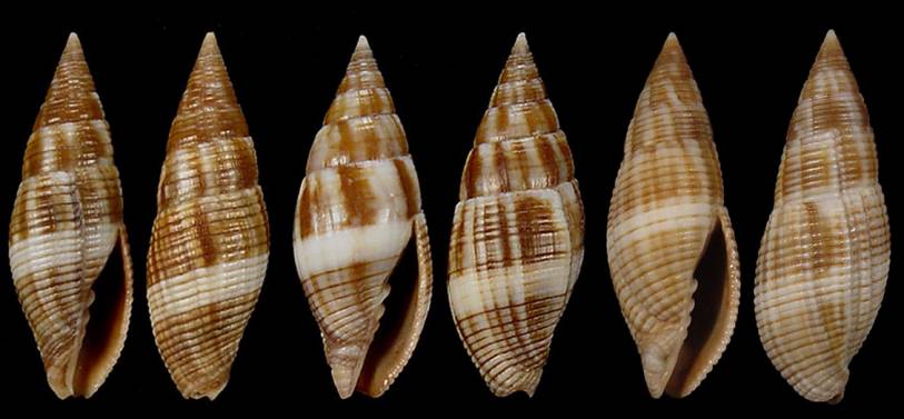 shellauction.net :: Quasimitra variabilis - 3510903