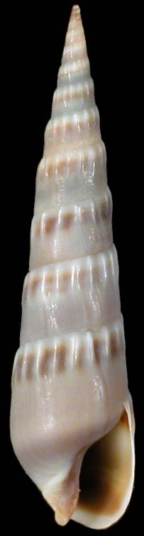 shellauction.net :: Hastula salleana - 3510981