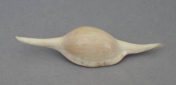 shellauction.net :: Volva volva - 3511265