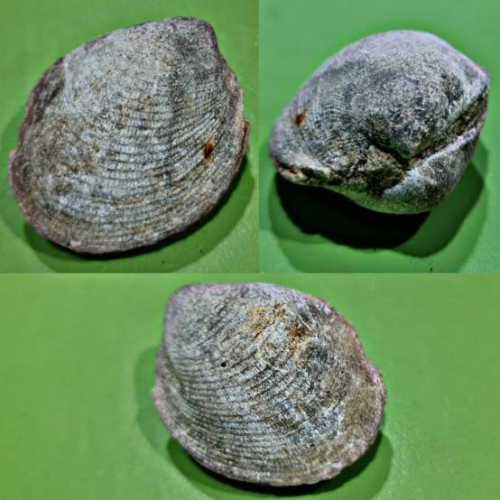 shellauction.net :: Bivalvia sp. - 3511574