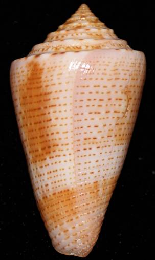 shellauction.net :: Conasprella ericmonnieri - 3511688