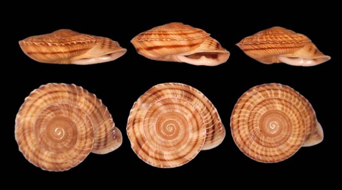 shellauction.net :: Obba rota - 3512206