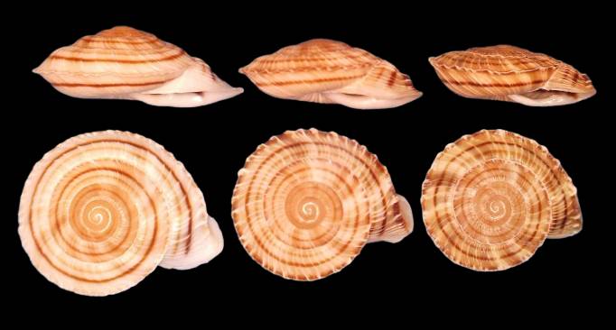 shellauction.net :: Obba rota - 3512207