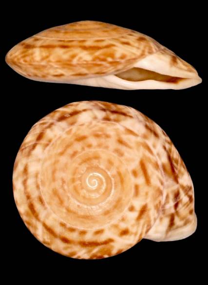 shellauction.net :: Obba listeri - 3513244