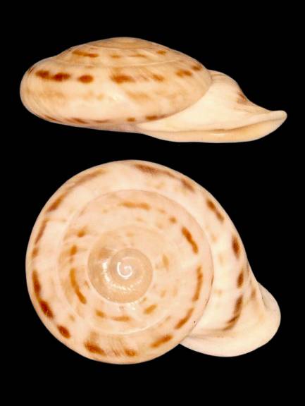 shellauction.net :: Obba planulata - 3513295