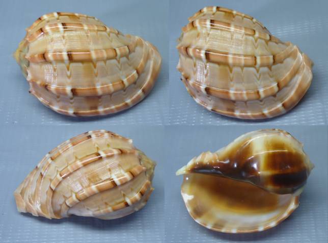 shellauction.net :: Harpa conoidalis - 3513338