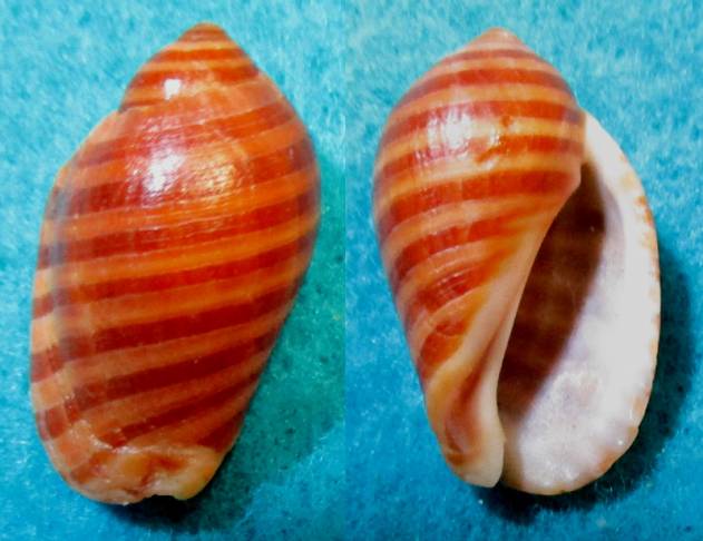 shellauction.net :: Vexilla vexillum - 3513815