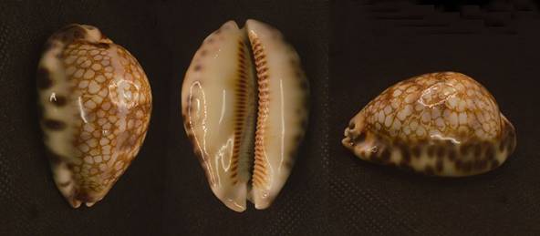 shellauction.net :: Mauritia histrio - 3514082