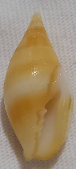 shellauction.net :: Nebularia acuminata - 3514257