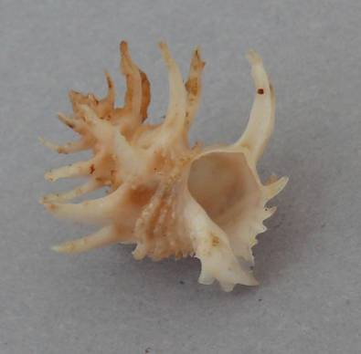 shellauction.net :: Babelomurex diadema - 3515068