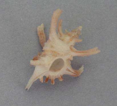 shellauction.net :: Favartia martini - 3515077