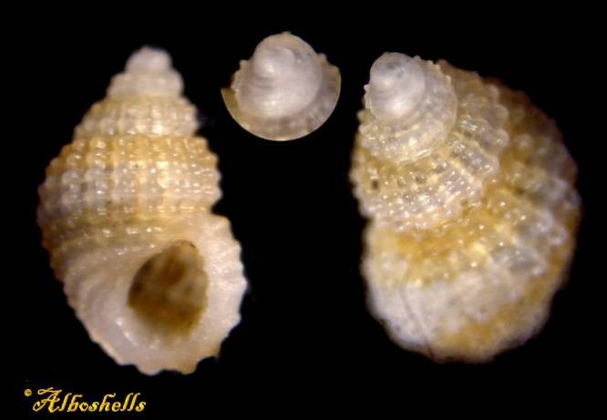 shellauction.net :: Alvania nestaresi - 3515370