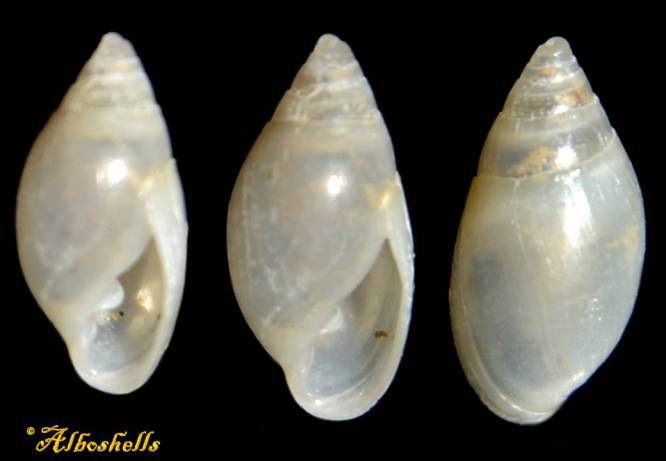 shellauction.net :: Auriculinella bidentata - 3515382