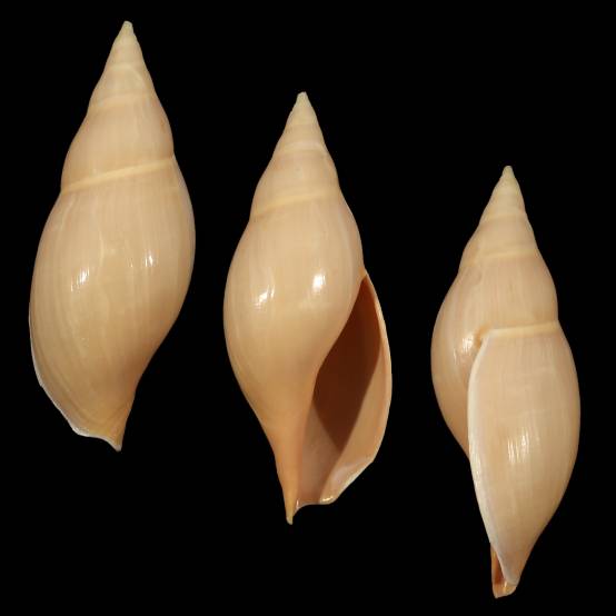 shellauction.net :: Provocator mirabilis - 3515598