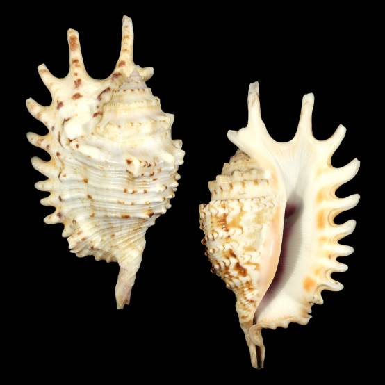 shellauction.net :: Ophioglossolambis violacea - 3515601