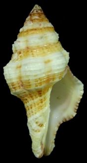 shellauction.net :: Latirus polygonus barclayi - 3516108