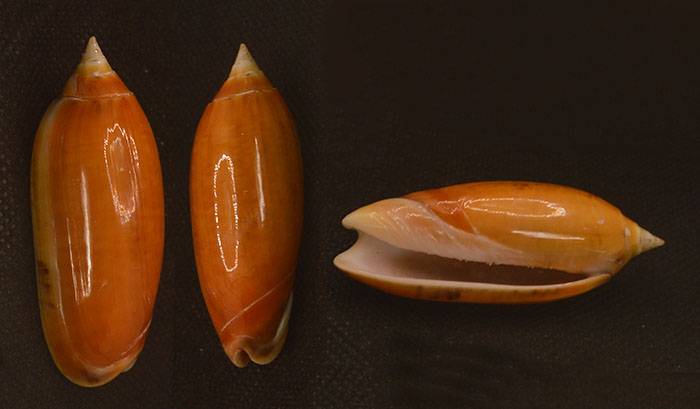 shellauction.net :: Oliva concinna - 3516527