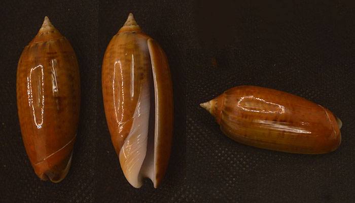 shellauction.net :: Oliva concinna - 3516536