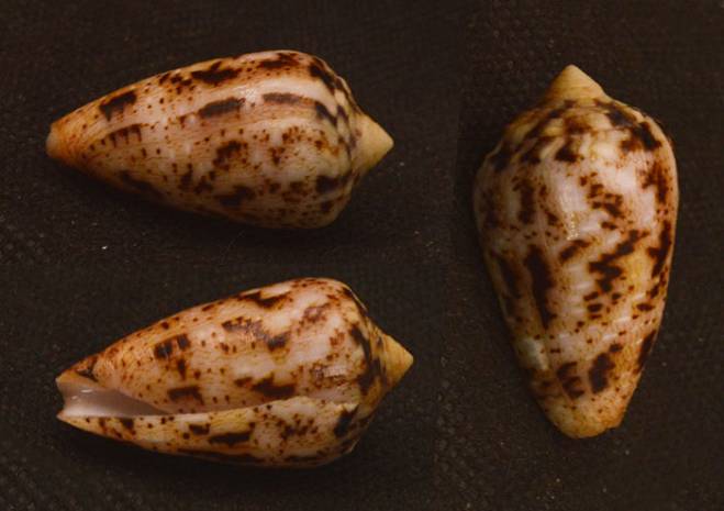 shellauction.net :: Conus zeylanicus - 3516831