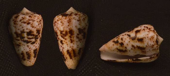 shellauction.net :: Conus zeylanicus - 3516844