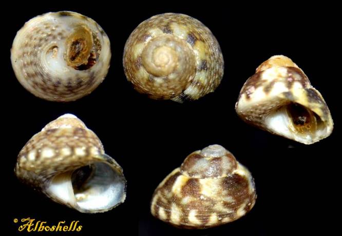 shellauction.net :: Gibbula racketti - 3516874