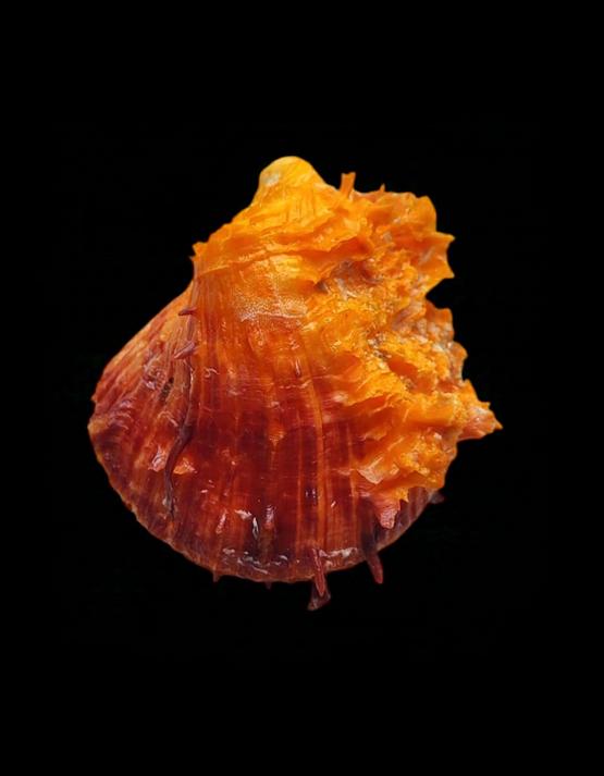 shellauction.net :: Spondylus ictericus - 3517150