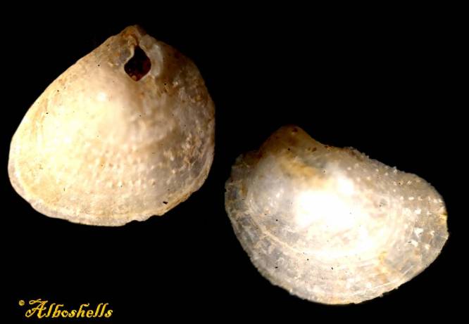 shellauction.net :: Heteranomia squamula - 3517368