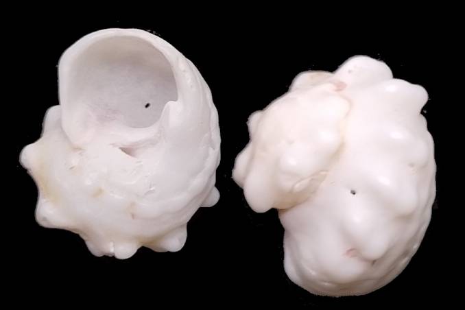 shellauction.net :: Modulus cerodes - 3517711