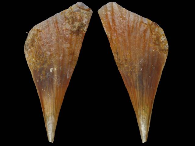 shellauction.net :: Pinna carnea - 3519441