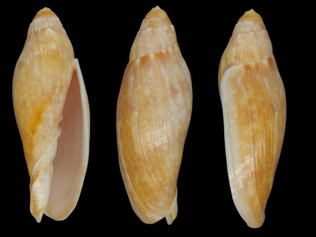 shellauction.net :: Volutoconus multiformis - 3519444