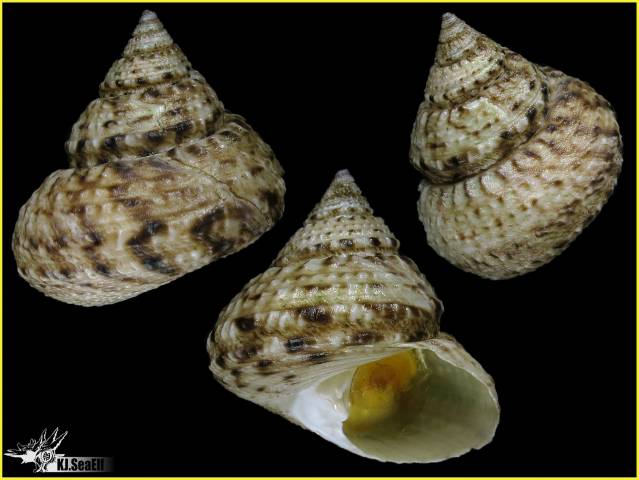 shellauction.net :: Turcica coreensis - 3520284