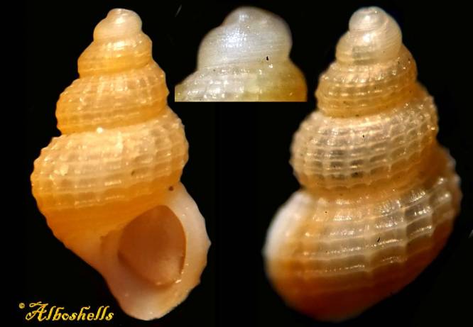 shellauction.net :: Alvania parvula - 3521089