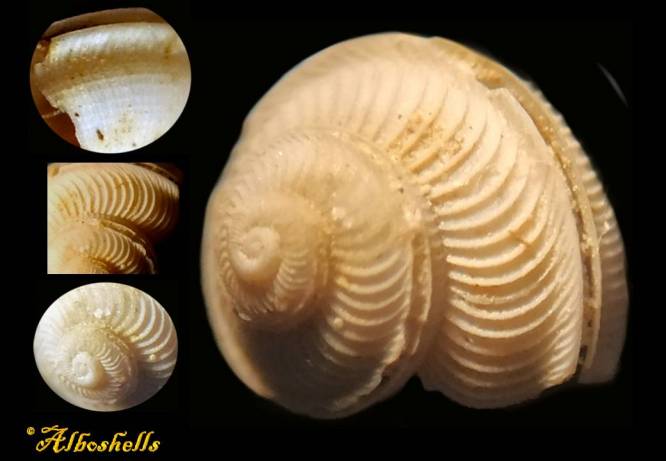 shellauction.net :: Anatoma aspera - 3521129