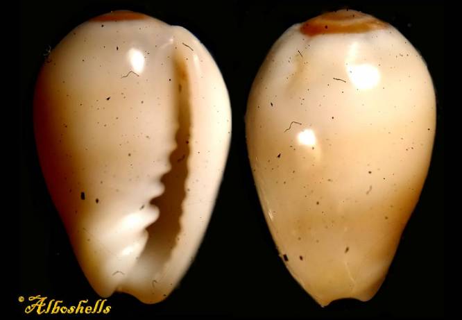 shellauction.net :: Gibberula caelata - 3521161