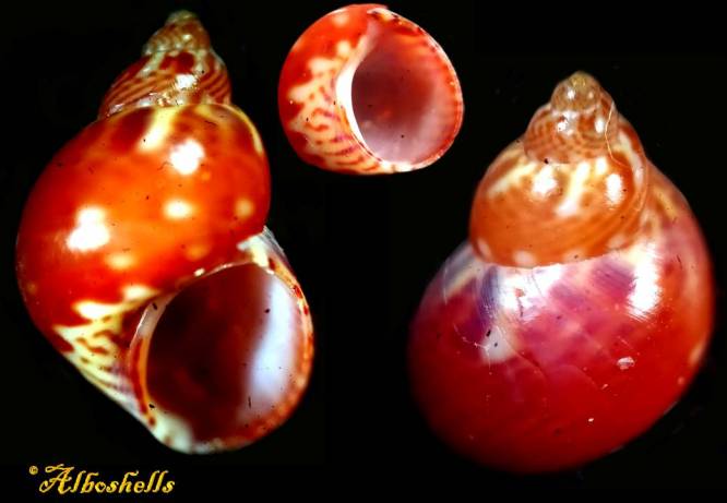 shellauction.net :: Tricolia pullus - 3521163