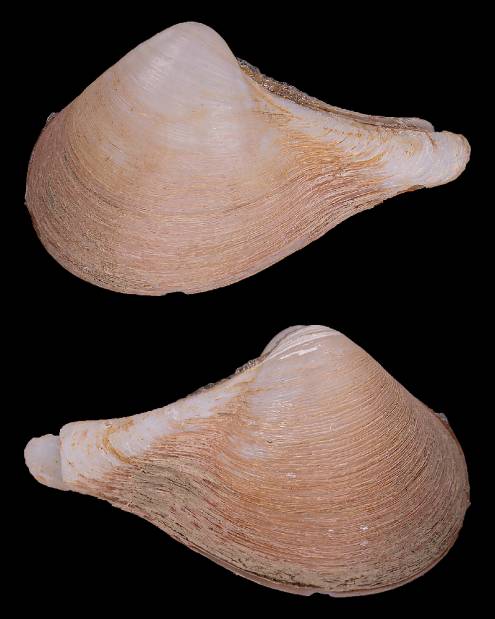 shellauction.net :: Cuspidaria cuspidata - 3522276